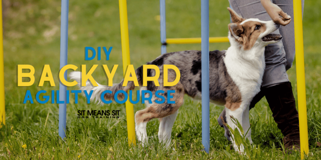 Creating a DIY Dog Agility Course in Your Backyard | SMS