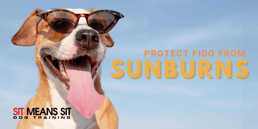 Protecting Your Dog from Sunburns | SMS North Idaho